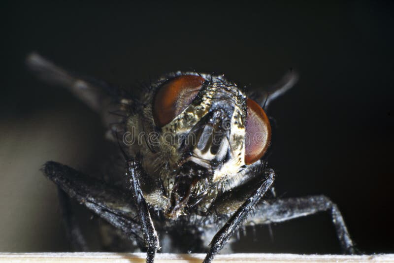 Polish Home Fly. Zoom Magnification Stock Photo - Image of sharpness ...