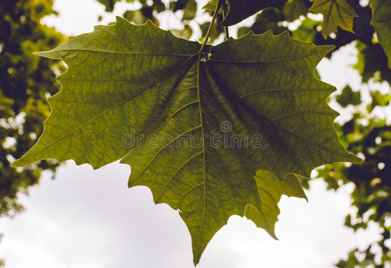 Polish Maple Tree Leaf Close Up Stock Photo - Image of tree, outdoor ...