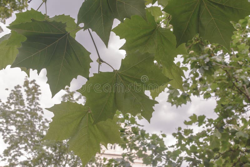 Polish Maple Tree Leaf stock image. Image of focus, field - 100354117