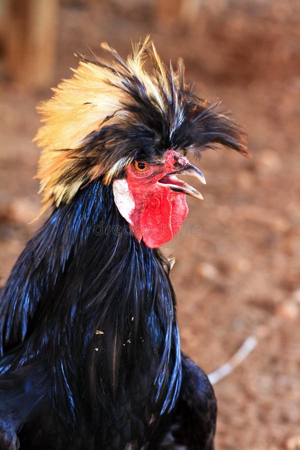 Polish Crested Chicken stock image. Image of crested - 18942349