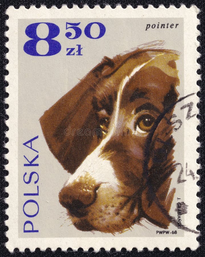 Pointer dog. editorial stock image. Image of sport, mammal - 372958859