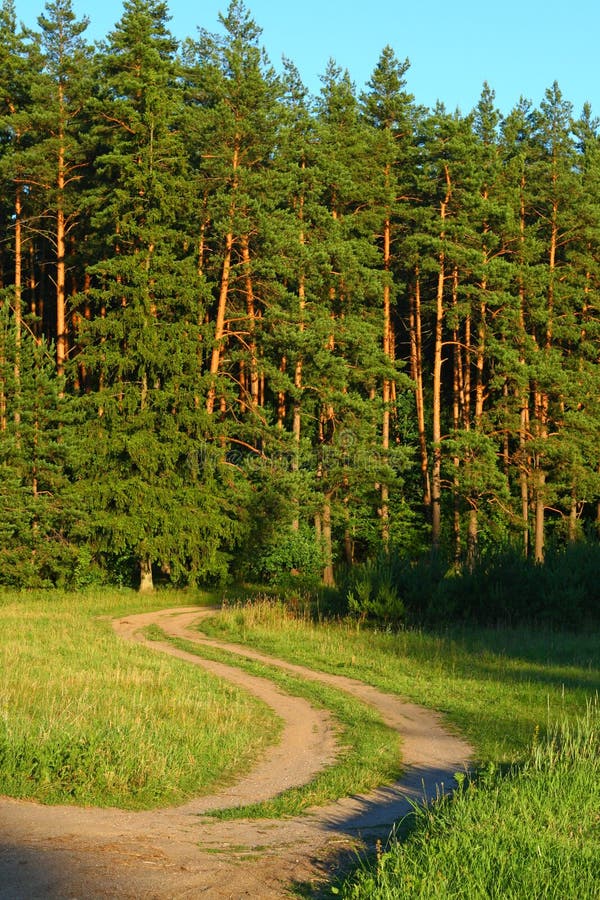 Polish Summer Scene in the Forest Stock Photo - Image of curve ...