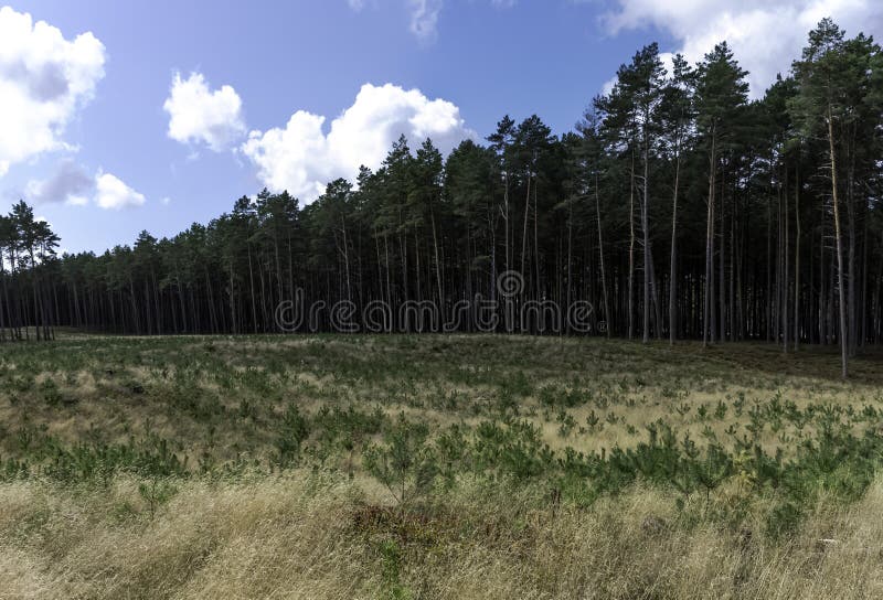 Polish Wild Forest - Slowinski National Park, Poland Stock Image ...