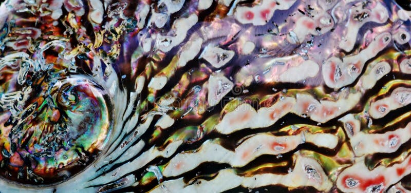 Polished abalone shell stock photo. Image of shelln - 122534046