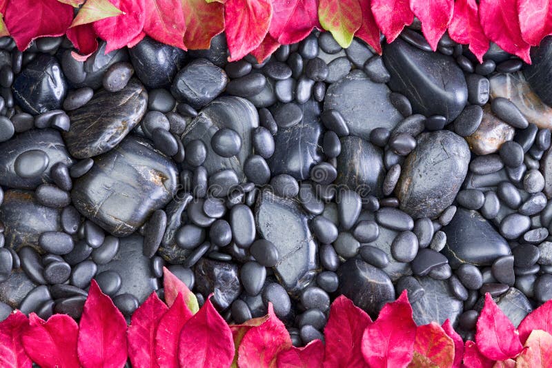 Polished Black River Rocks Bordered by Red Leaves Stock Image - Image ...