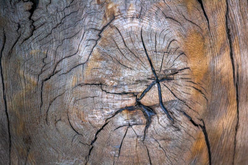 Polished Cut Structure of a Large Tree. Stock Image - Image of tool ...