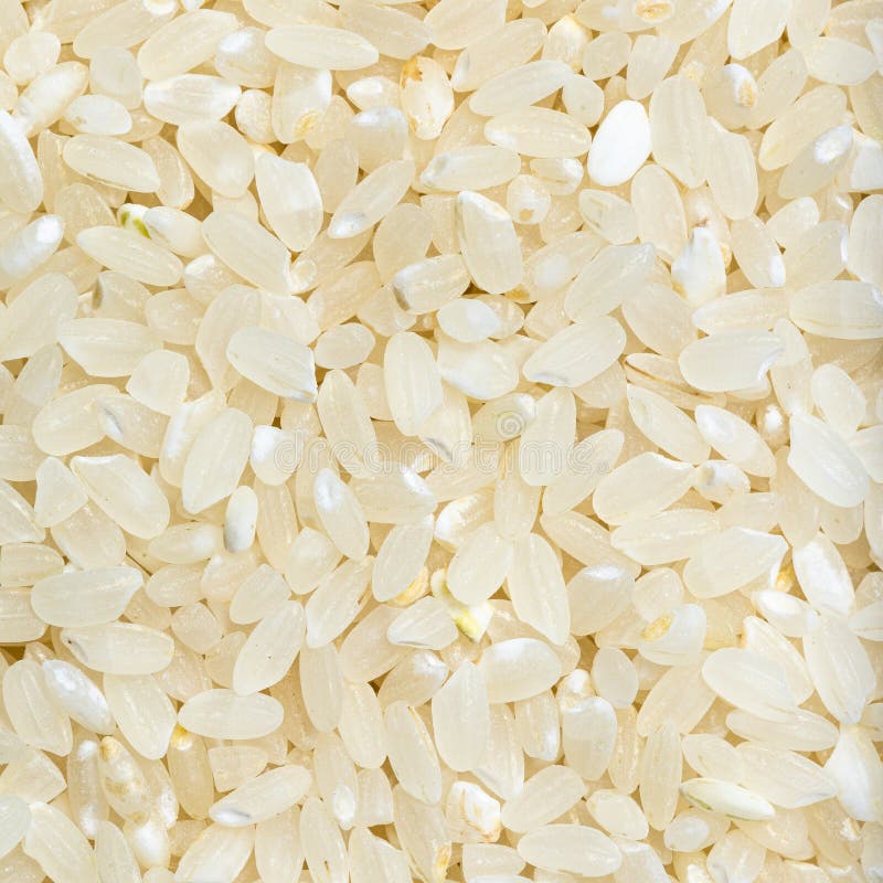 Polished Medium-grain Rice Close Up Stock Photo - Image of polished ...