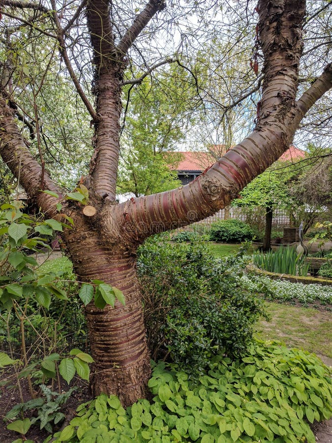 Shiny bark stock photo. Image of birch, growing, england - 102887764