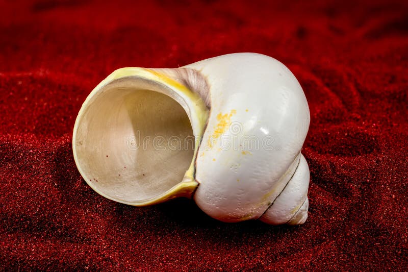 6,232 Snail Shell White Sand Stock Photos - Free & Royalty-Free Stock ...