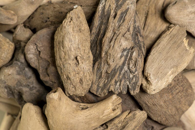 Polished wood sea stock photo. Image of twig, gathered - 40331964