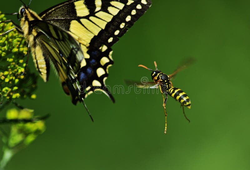 Polistes Gallicus or Paper Wasp Attack Stock Image - Image of dangerous ...