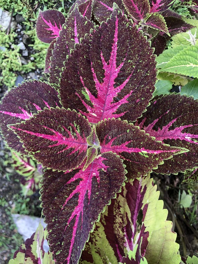 Politeness is the Flower of Humanity Stock Photo - Image of humanity ...