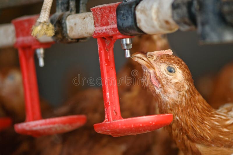 Pollastra Esclusa Della Roccia Immagine Stock - Immagine di pollastra ...