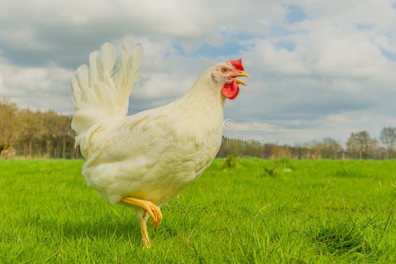 Pollame - Strato Bianco (gamma Libera) Fotografia Stock - Immagine di ...