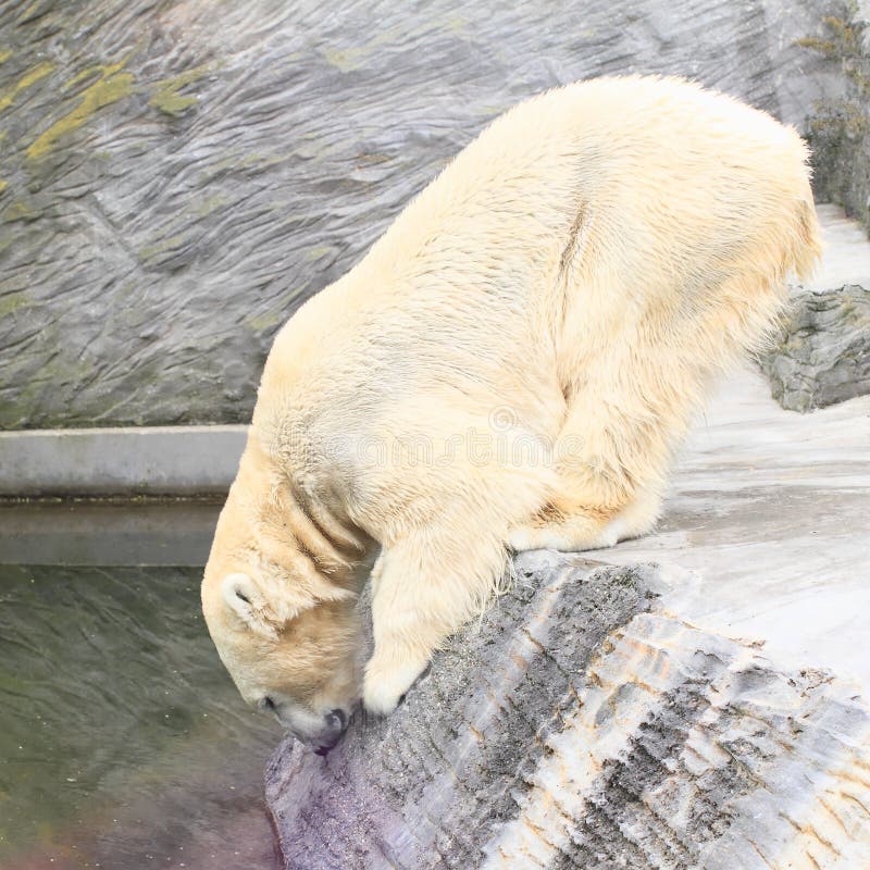 Pollar bear stock image. Image of bear, animal, pollar - 39675951