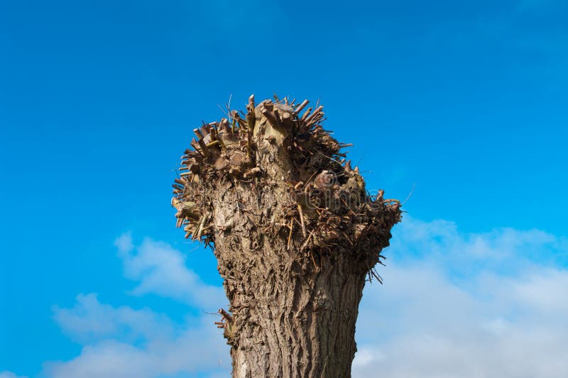 Pollard willow stock image. Image of tree, pollard, netherlands - 19001513