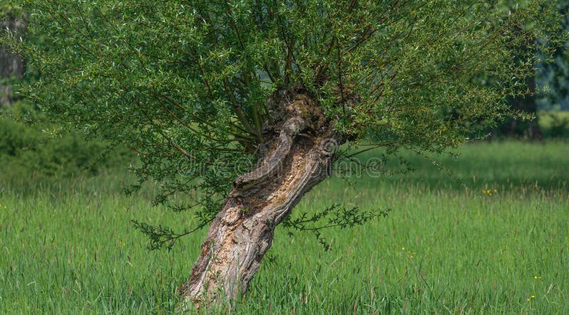 Pollard Willow Common Osier(Salix Viminalis) Stock Photo - Image of ...