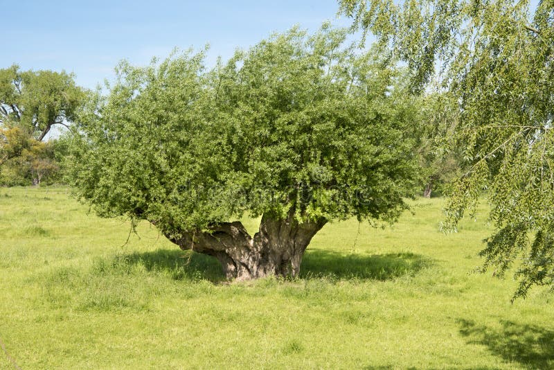 Pollard Willow,common OsierSalix Viminalis Stock Image - Image of ...