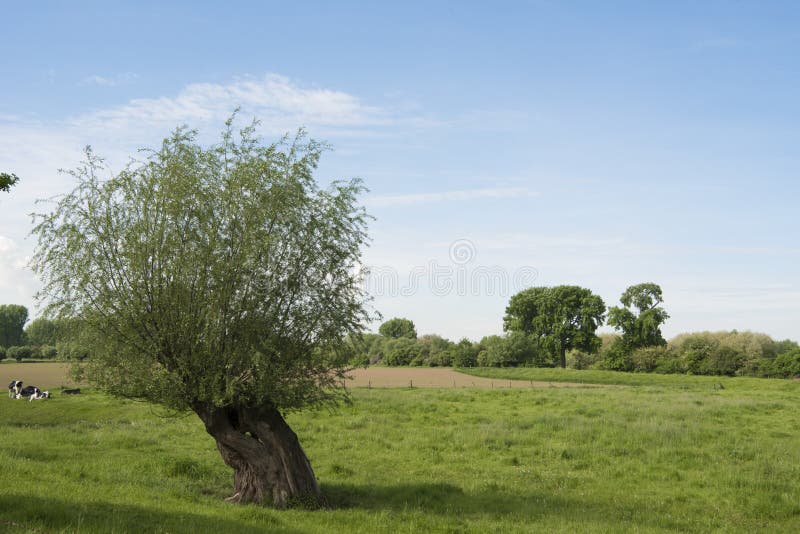 Pollard willow stock image. Image of trunk, germany, nature - 92637747