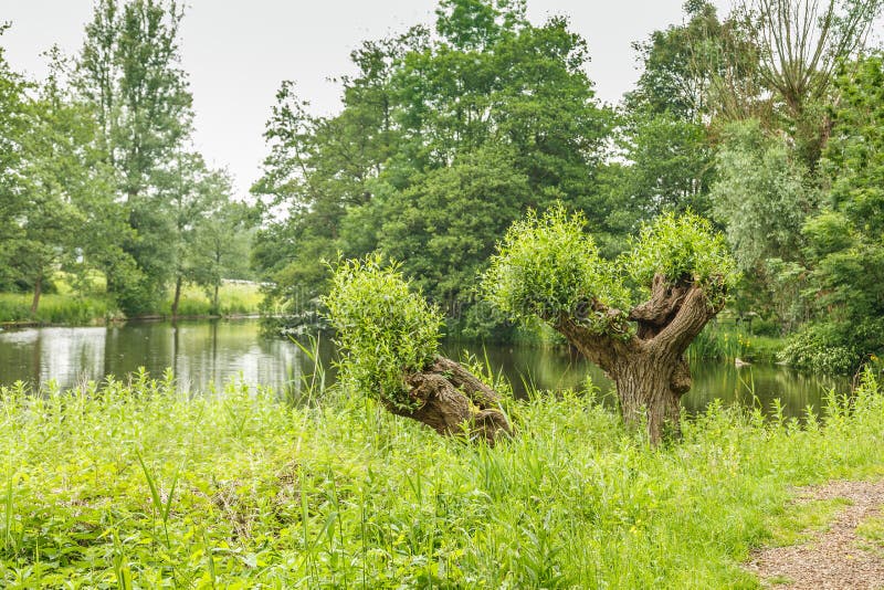 Pollard Willow Trees are a Part from Typical Dutch Landscape Elements ...