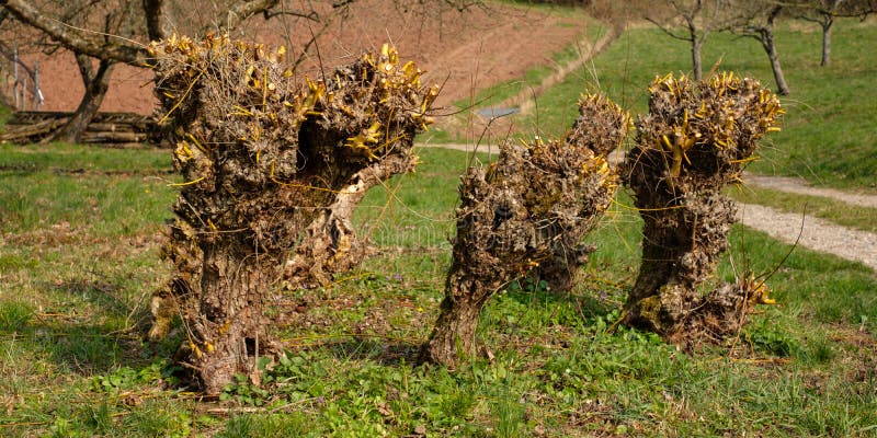 Pollard willow trees stock image. Image of field, green - 160710779