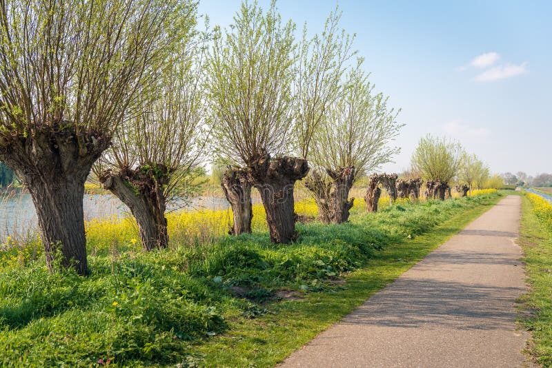 Row of Willow Trees beside a Country Road Stock Photo - Image of cows ...
