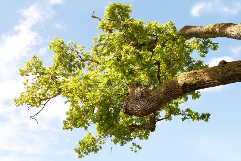 Pollarded Oak Tree Resprouting Stock Image - Image of regrowth ...