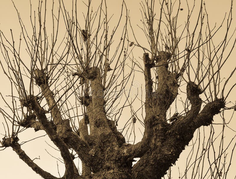 Pollarded Tree, Isolated Against a Background with Warm, Antique Look ...