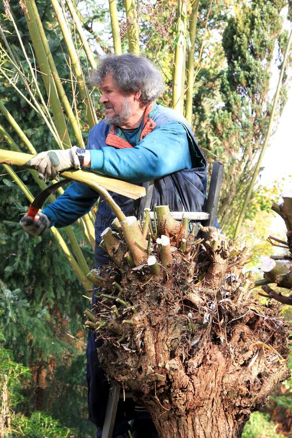 Pollarding a Willow in Autumn Stock Photo - Image of branches, active ...