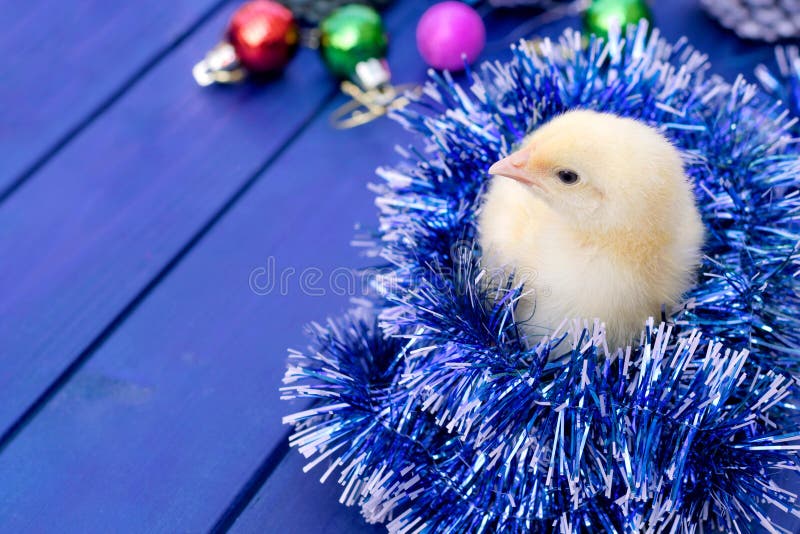 Pollastro, Piccolo Pulcino Animale, Uccello, Pollame Fotografia Stock ...