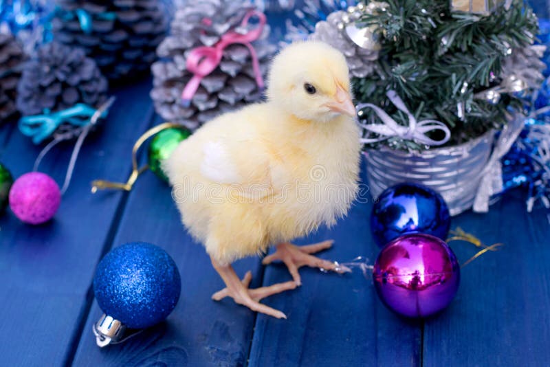 Pollastro, Piccolo Pulcino Animale, Uccello, Pollame Immagine Stock ...