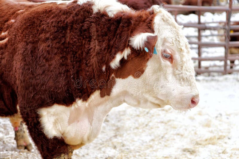 Red Bull Sperm Stock Photos - Free & Royalty-Free Stock Photos from ...