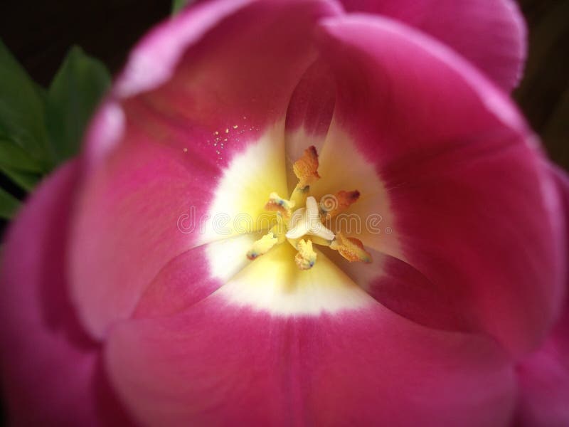 Pollen stock photo. Image of middle, natural, tulips - 23789794