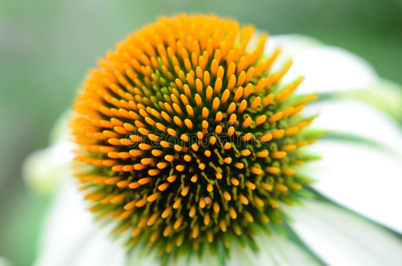 Pollen. stock photo. Image of garden, natural, aroma - 26264168