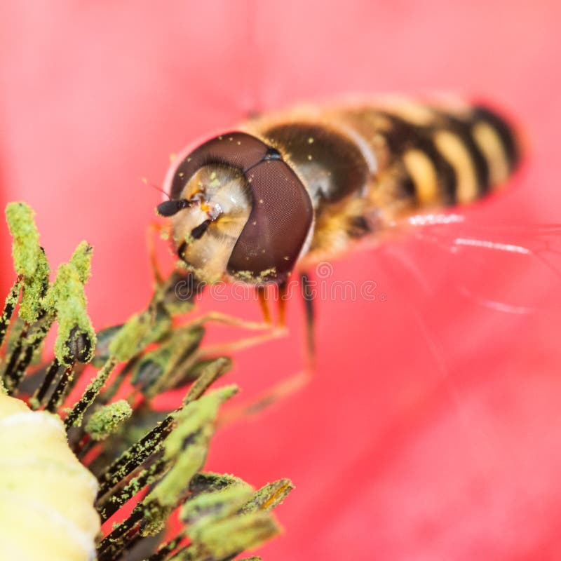 Pollen Addiction stock photo. Image of square, nature - 27630836