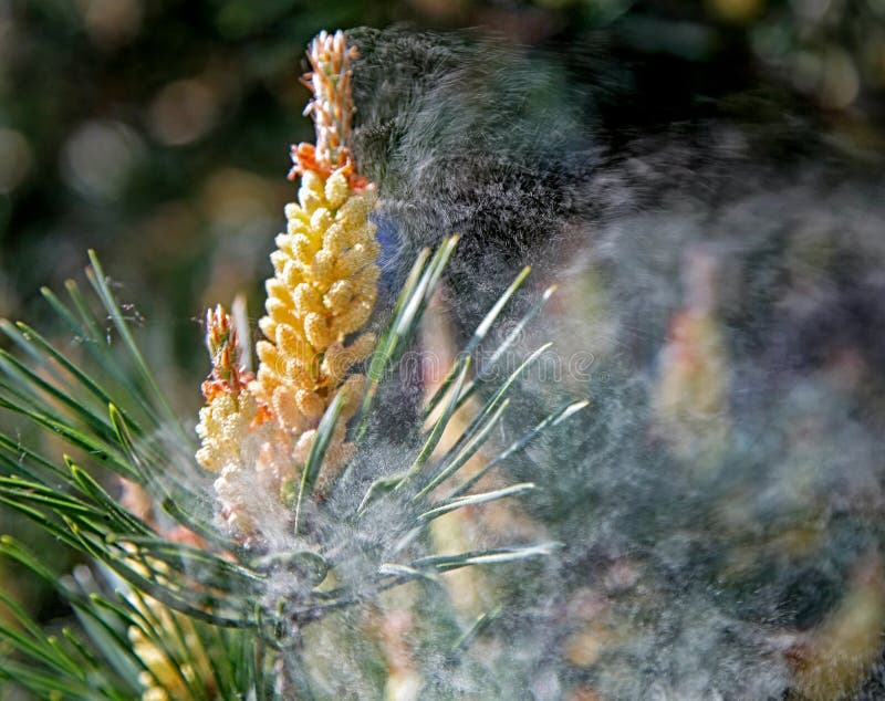 Pollen stock image. Image of yellow, raction, pollen - 31079159