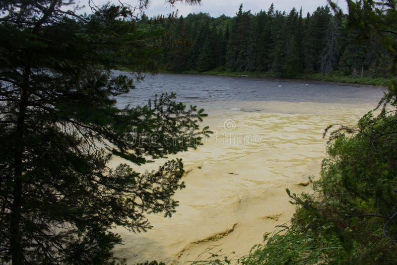 Pollen in Algonquin Park stock image. Image of dirt, river - 73480237