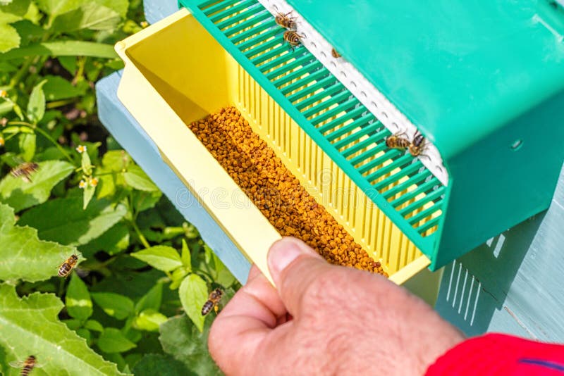 Pollen of the Bees in the Apiary. Stock Photo - Image of larva, apiary ...