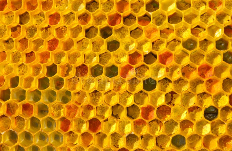 Pollen Bees Placed in Cells Stock Photo - Image of insect, shading ...