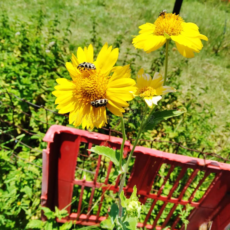A Pollen Beetle on a Sunflower ????. Stock Image - Image of pollen ...