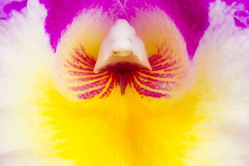 Pollen of Cattleya orchid. stock photo. Image of beauty - 52699350