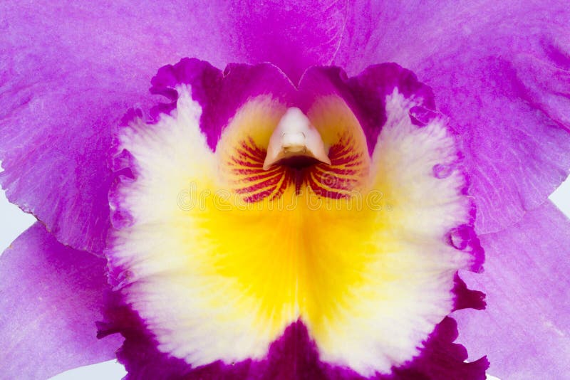 Pollen of Cattleya orchid. stock photo. Image of beauty - 52699350