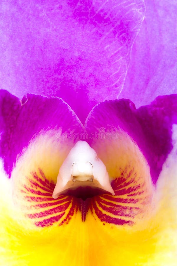 Pollen of Cattleya orchid. stock photo. Image of beauty - 52699350