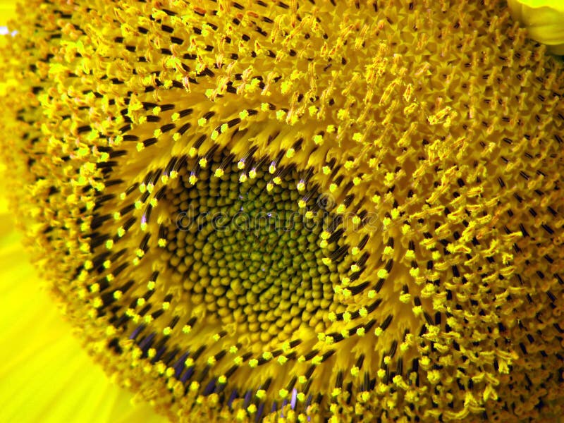 Sunflower Pod stock image. Image of macro, sunflowers, flower - 633121