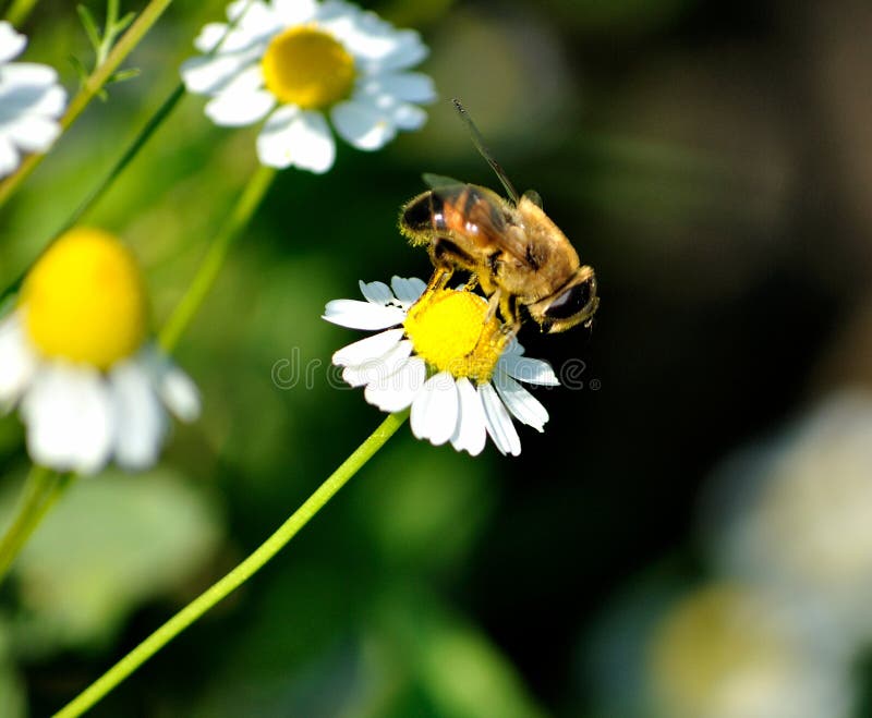 Pollen collected. stock photo. Image of flowery, botanic - 71952058