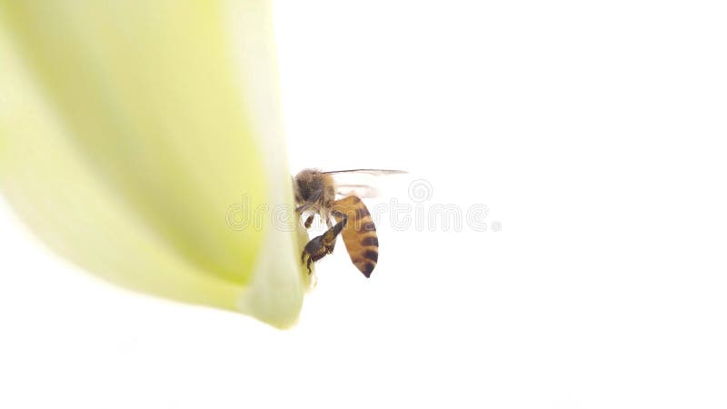 Gardenslife Stock Photos - Free & Royalty-Free Stock Photos from Dreamstime