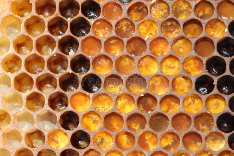 Pollen comb in use stock photo. Image of born, busy, background - 68279582