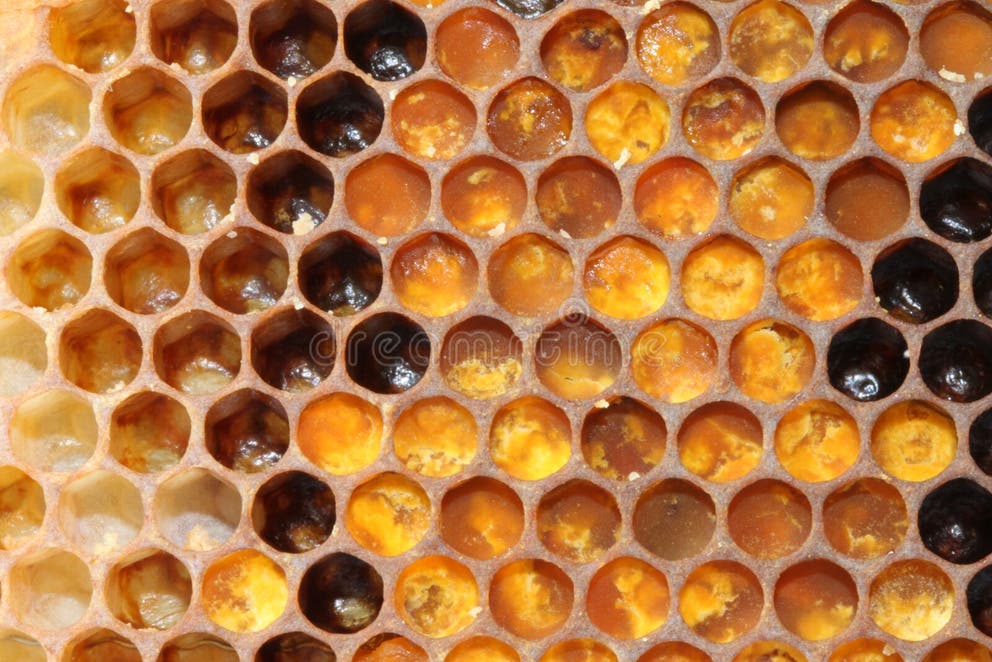 Pollen comb in use stock photo. Image of born, busy, background - 68279582