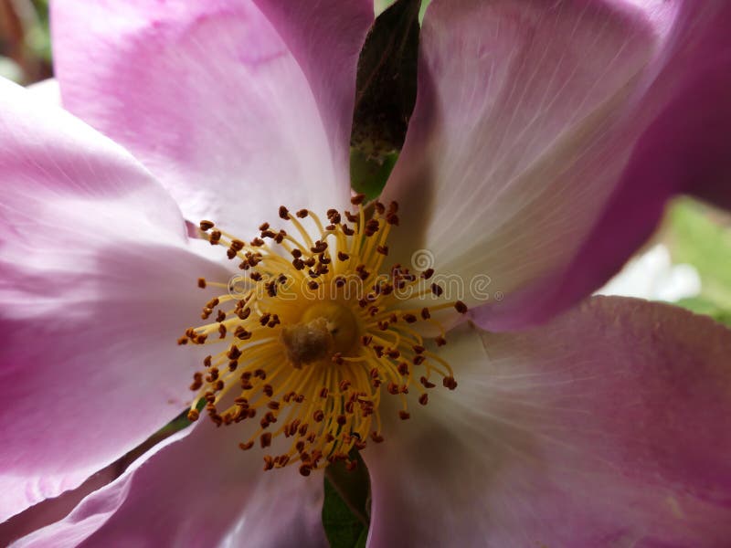 Pollen count stock photo. Image of count, large, dark - 94513310