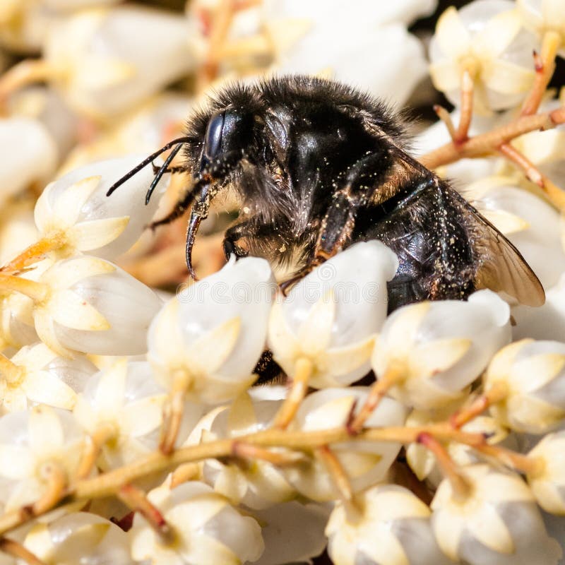 Pollen Covered stock photo. Image of bush, square, flora - 28835090
